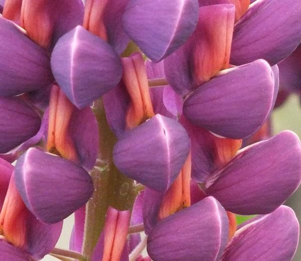 Lupinus 'Masterpiece' (Lupine)