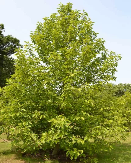 Magnolia acuminata (Cucumber Tree)