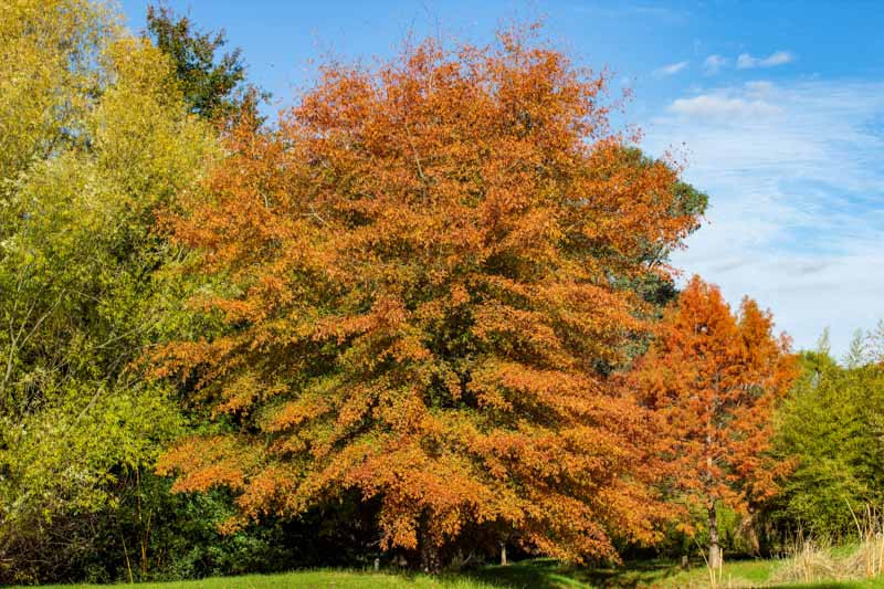 Willow Oak (Quercus phellos)
