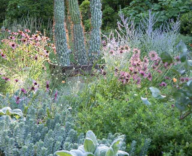 Salvia argentea (Silver Sage)