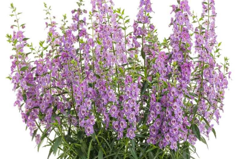 Angelonia 'Angelface Steel Blue' (Summer Snapdragon)