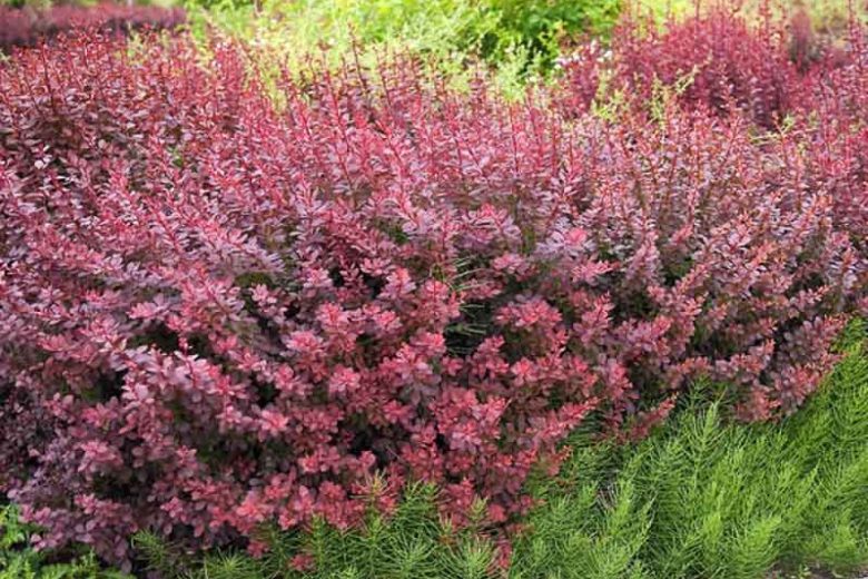 Berberis thunbergii f. atropurpurea (Purple Japanese Barberry)