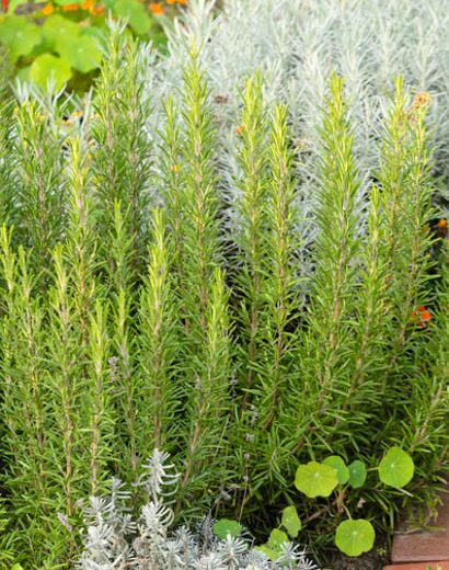 Rosemary (Rosmarinus officinalis)