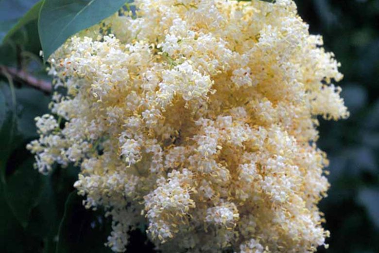 Syringa reticulata subsp. pekinensis 'China Snow' (Pekin Lilac)