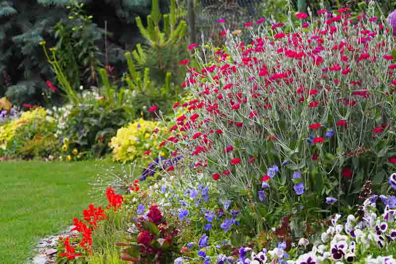 Rose Campion (Lychnis coronaria): Varieties, Grow, Care Guide