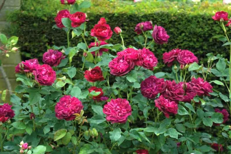 Rosa Darcey Bussel (English Rose)