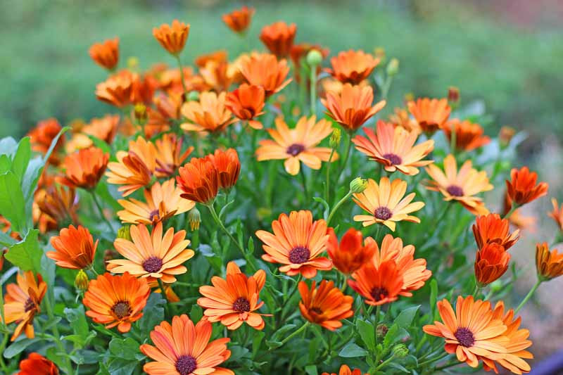 Arctotis (African Daisy)