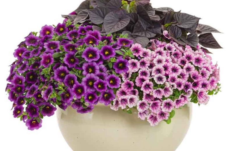 Petunia 'Supertunia Mulberry Charm'