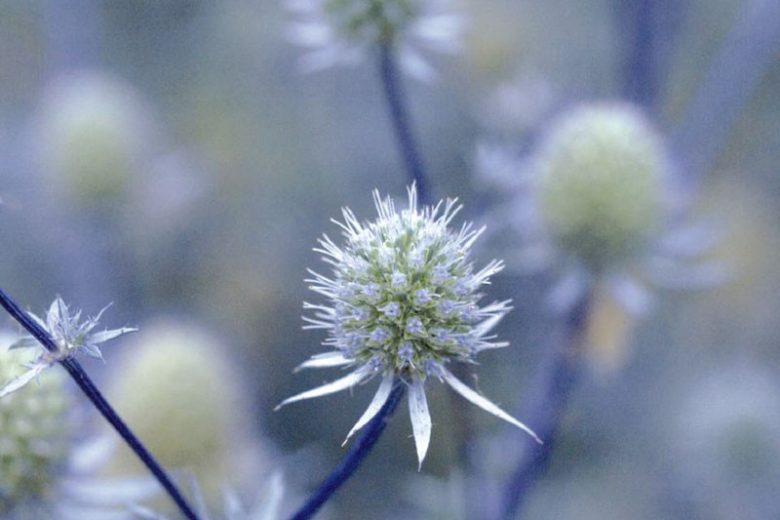 Eryngium planum 'Blue Glitter' (Flat Sea Holly)
