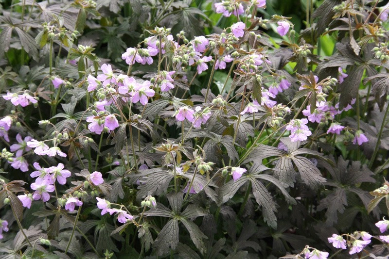 Geranium maculatum 'Espresso' (Spotted Cranesbill)