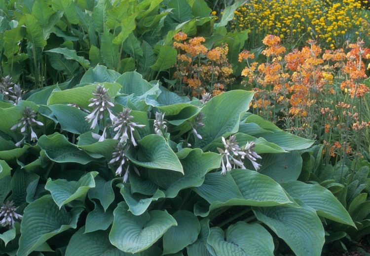 Hosta sieboldiana 'Elegans' (Plantain Lily)