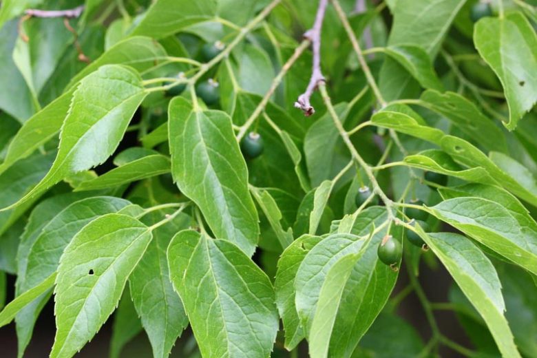 Celtis occidentalis (Common Hackberry)