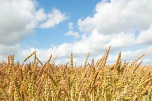 Partial Sun - Inspiring Garden Ideas for all Gardeners