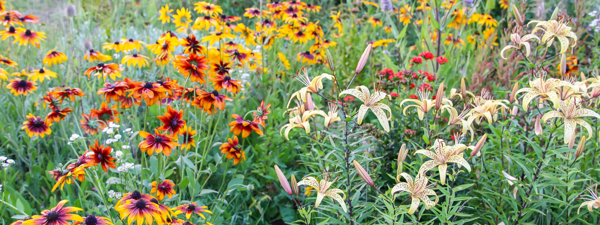 Plant Genus: A Comprehensive Guide to Botanical Classification