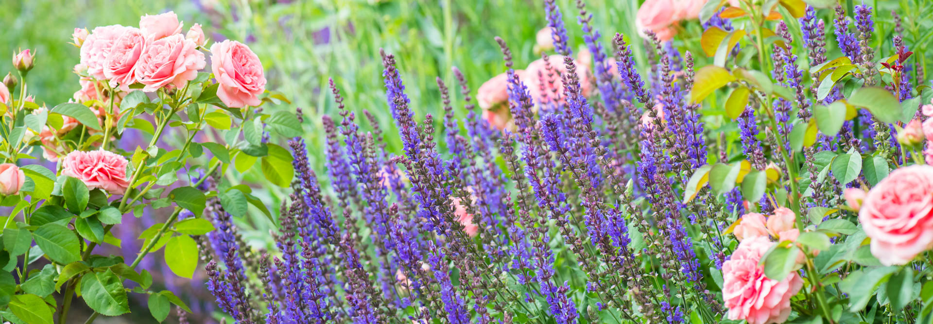 Gorgeous Garden: Perfect Plant Combinations for Vibrant Blooms