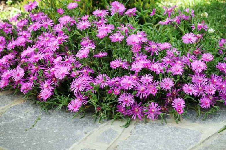 Lampranthus spectabilis (Trailing Ice Plant)