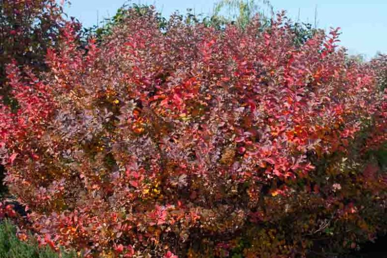 Spiraea betulifolia 'Tor' (Birchleaf Spirea)