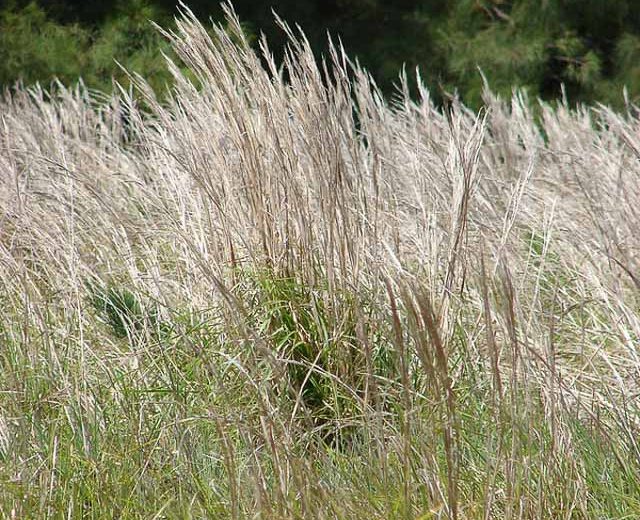 Andropogon glomeratus (Bushy Bluestem)
