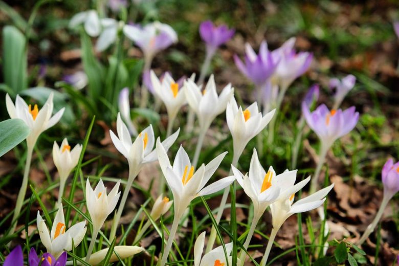 Crocus tommasinianus 'Albus' (Early Crocus)