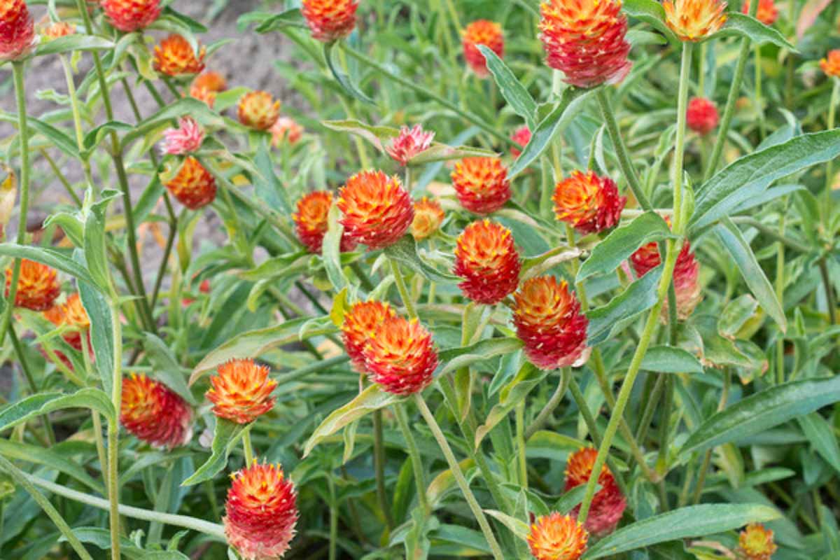 Gomphrena haageana (Rio Grande Globe Amaranth)