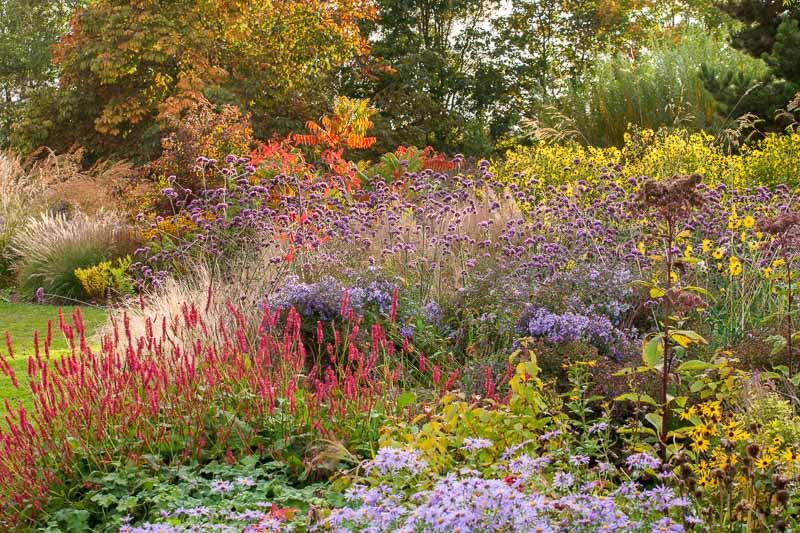A Beautiful Fall Border Idea with Asters, Verbena and Grasses
