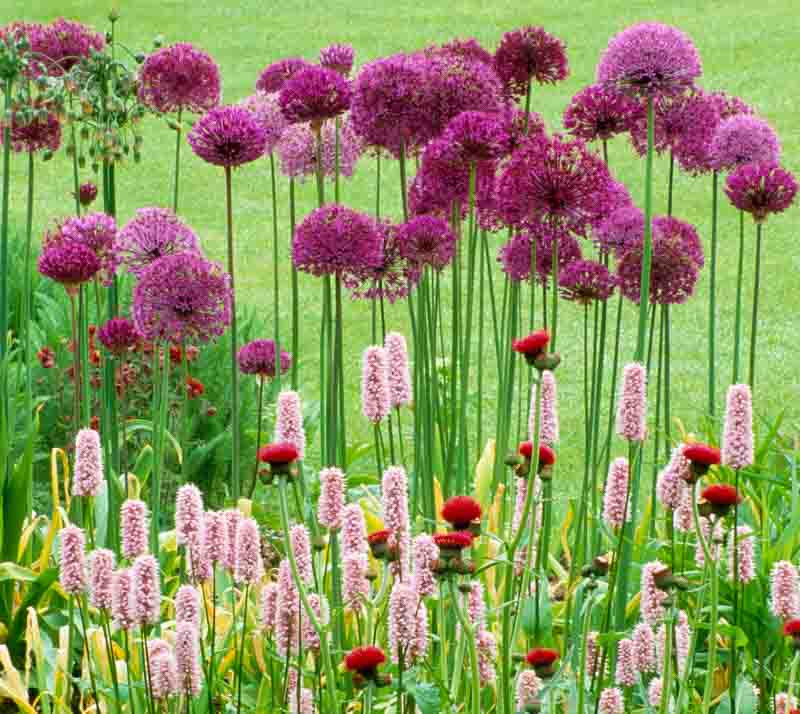 A Pretty Border Idea with Alliums and Persicaria
