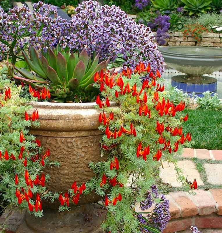 Potted Plants And Flowers Ideas