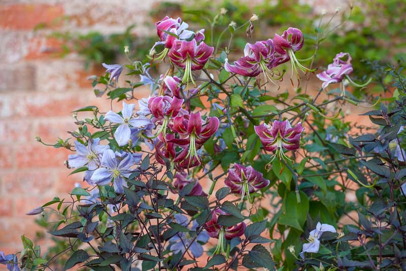 A Pretty Duo with Clematis and Lilies
