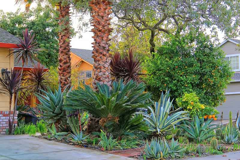A Sparkling Mediterranean Garden with Aloe, Agave and Palms