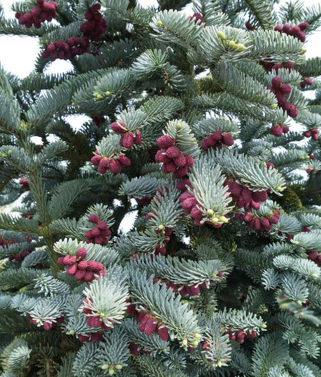 Abies procera 'Glauca' (Blue Noble Fir)