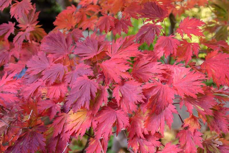 Acer japonicum 'Aconitifolium' (Full Moon Maple)