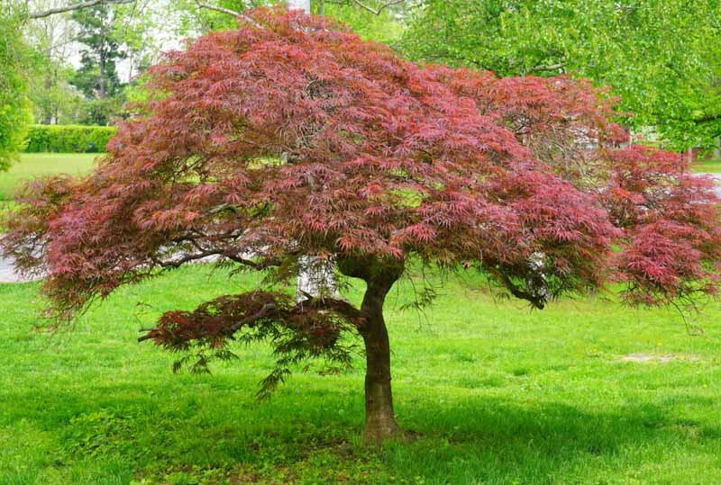 Acer palmatum 'Garnet' (Laceleaf Japanese Maple)