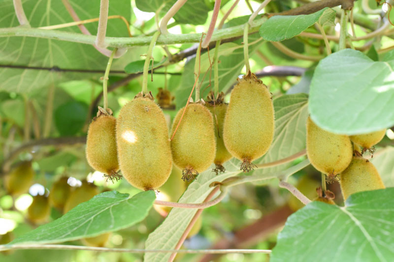 Kiwi (Actinidia deliciosa): The Vibrant Fruit with Big Benefits