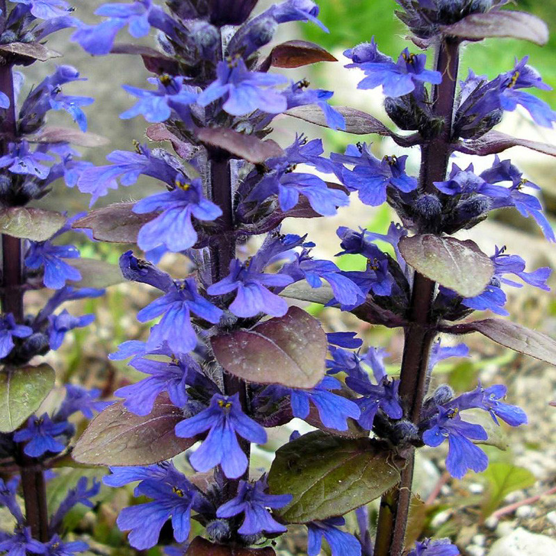 Ajuga reptans 'Bronze Beauty' (Carpet Bugle)
