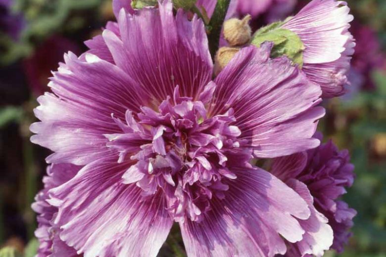 Alcea rosea 'Queeny Purple' (Hollyhock)
