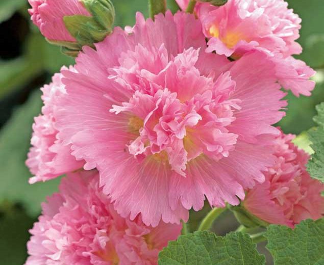 Alcea rosea 'Spring Celebrities Pink' (Hollyhock)