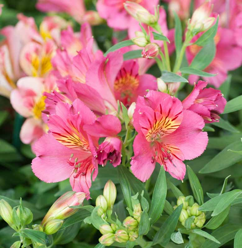 Alstroemeria 'Princess Ivana' (Peruvian Lily)