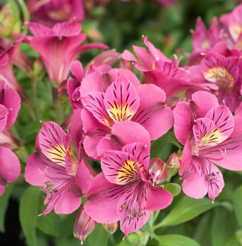 Alstroemeria 'Princess Louise' (Peruvian Lily)