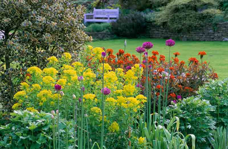 An Eye-Catching Border Idea with colorful Allium and Euphorbia