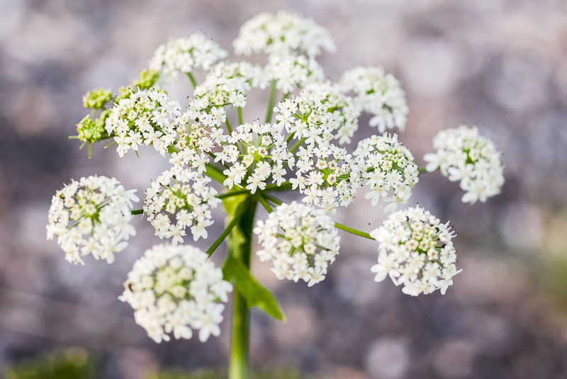 Anthriscus sylvestris (Cow Parsley)