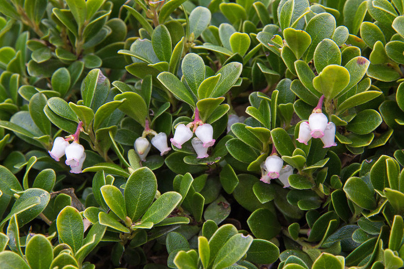 Bearberry Bush