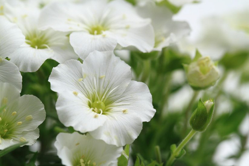 Arenaria montana (Mountain Sandwort)