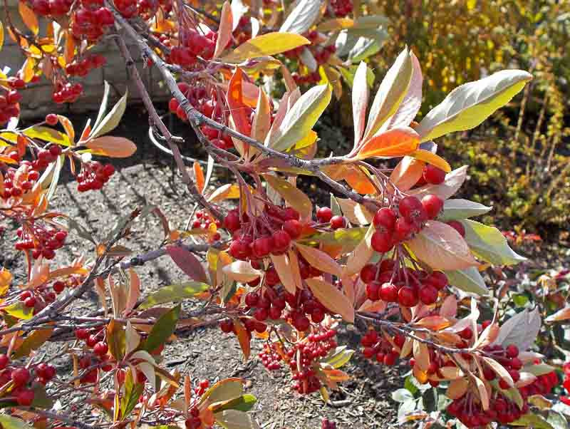 Aronia arbutifolia 'Brilliantissima' (Red Chokeberry)