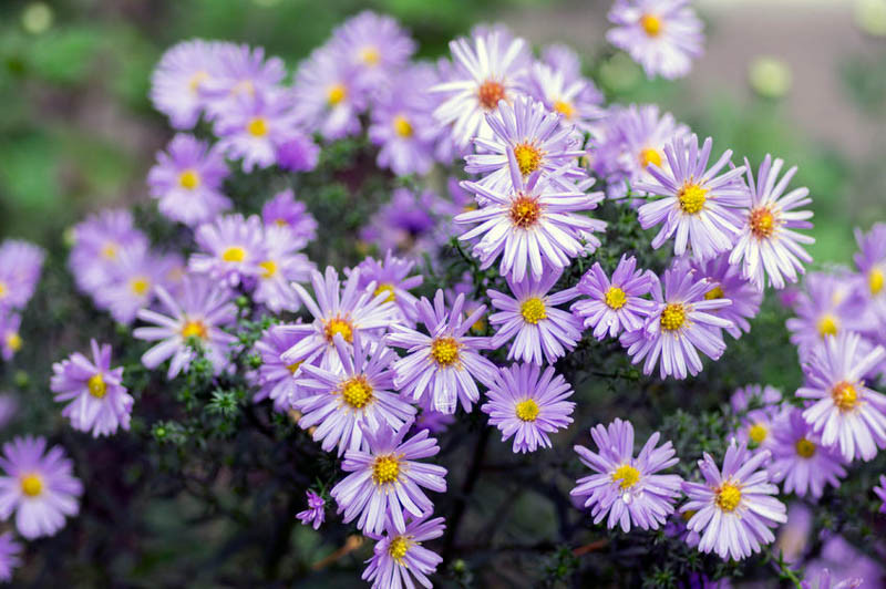 Aster novi-belgii 'Professor Anton Kippenberg' (New York Aster)