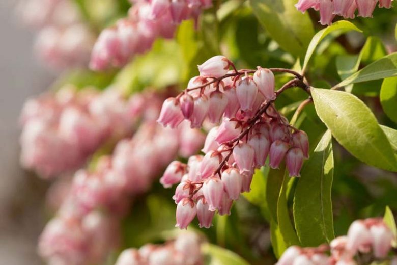 Spring Flowering Shrubs Pink