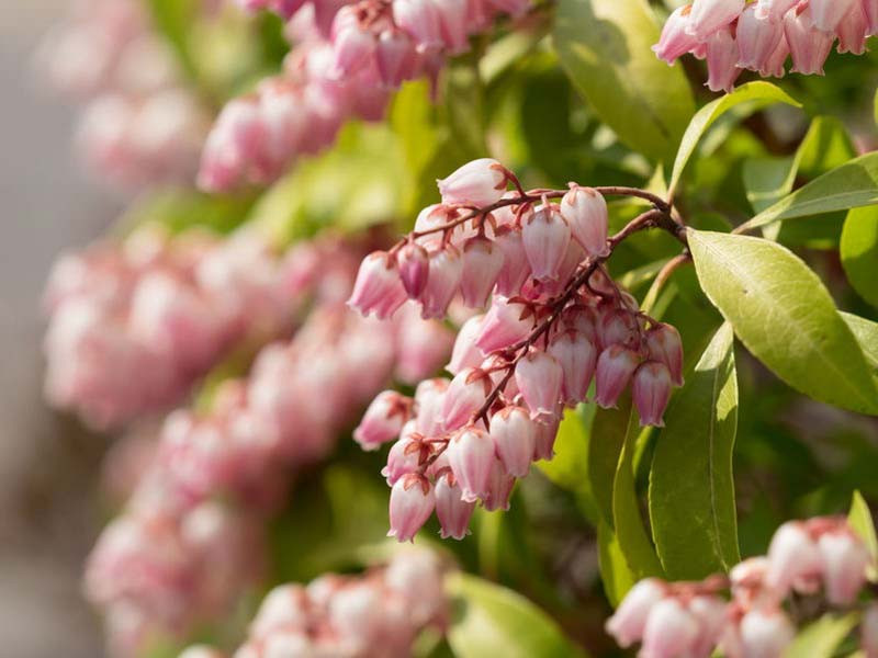 Pink Flowering Shrubs
