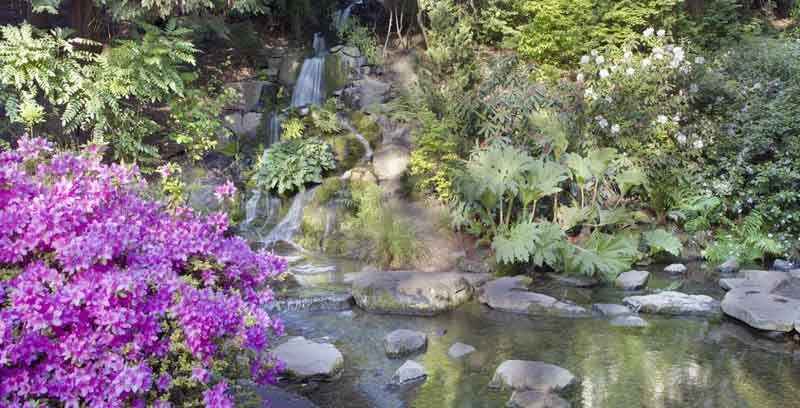 Beautiful Azaleas and Rhododendrons for Rock Gardens