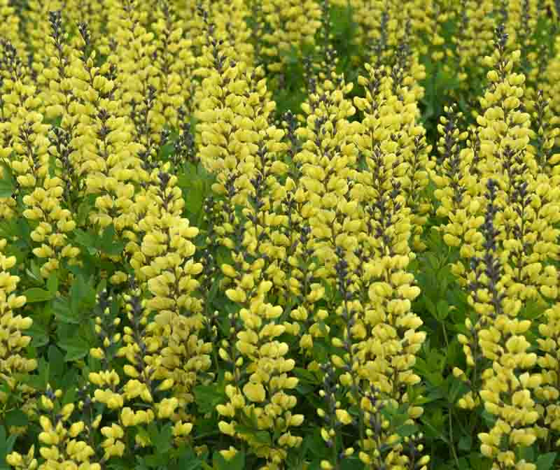 Baptisia 'Lemon Meringue' (False Indigo)