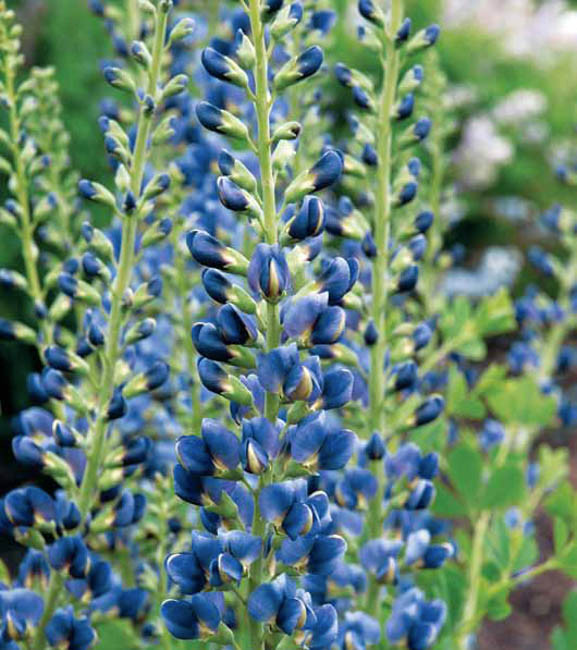 Baptisia 'Midnight' (False Indigo)