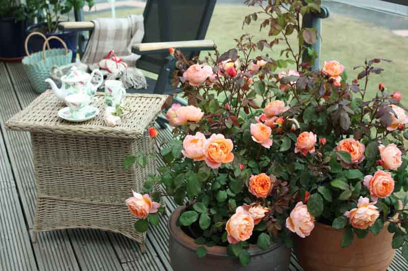 Best English Roses for Pots and Containers